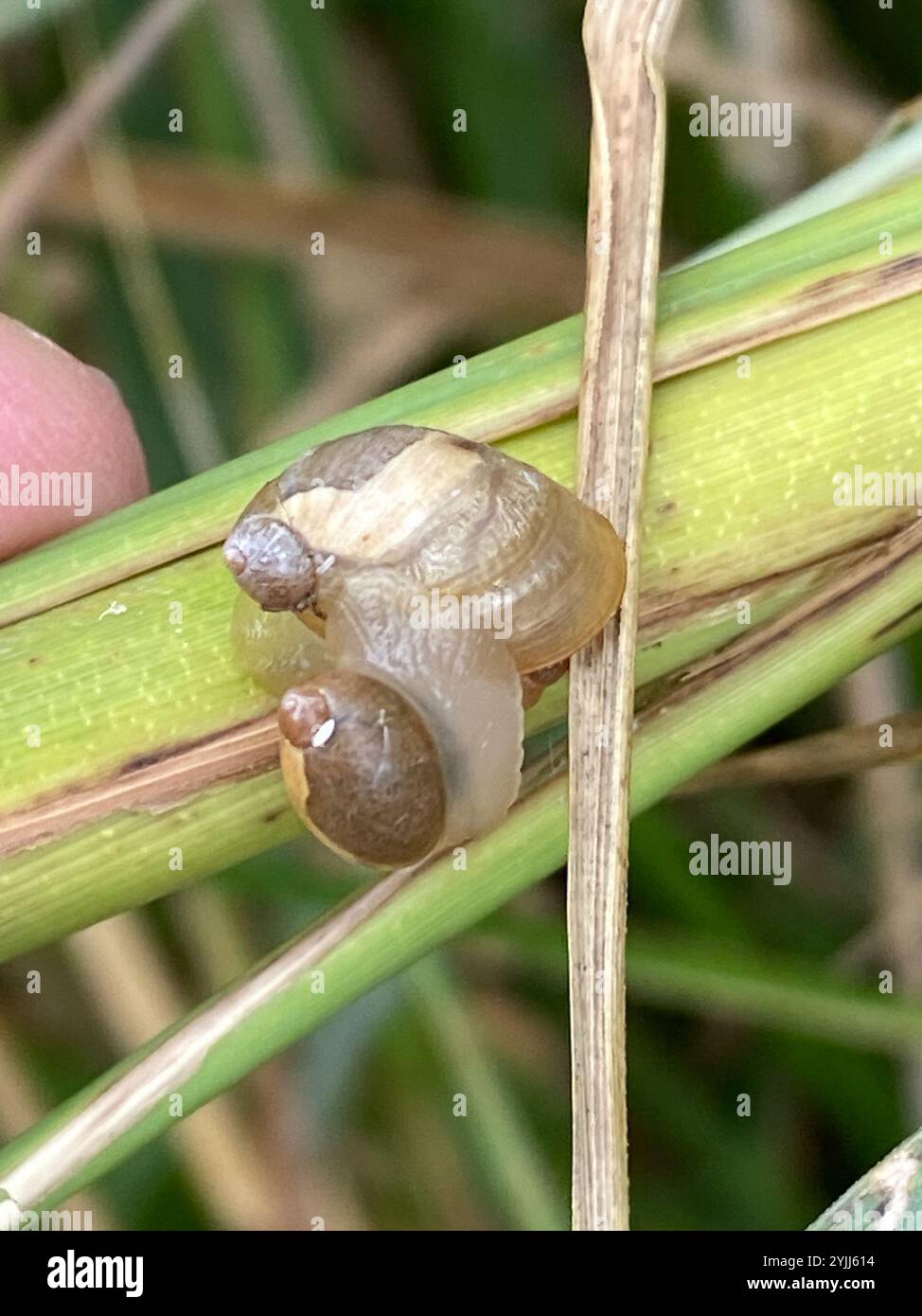 Common European Ambersnail (Succinea putris Stock Photo - Alamy