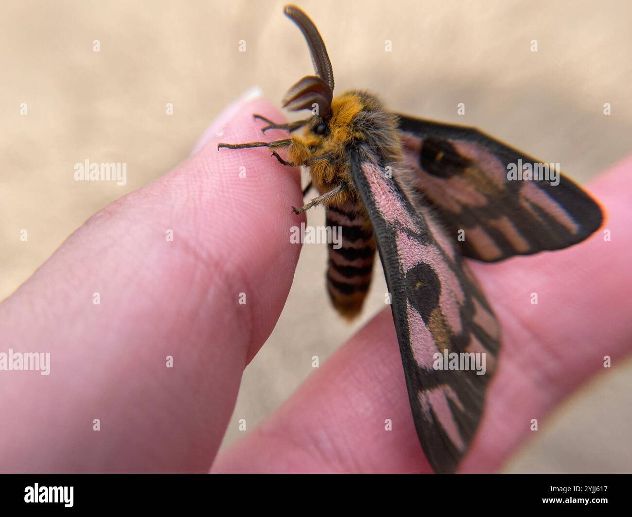 Western Sheep Moth (Hemileuca eglanterina Stock Photo - Alamy