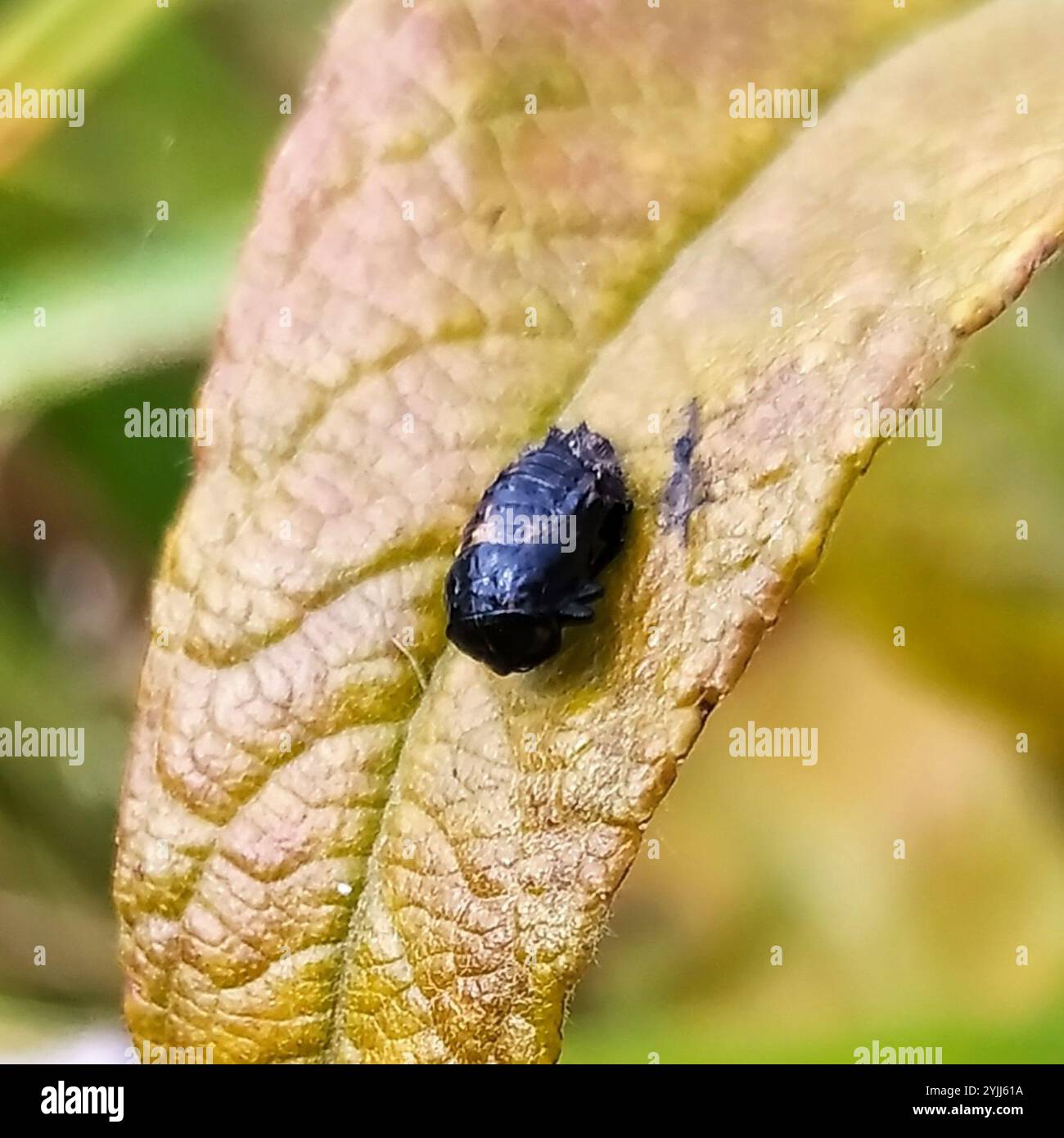 Black-spotted Lady Beetles (Coccinellini Stock Photo - Alamy