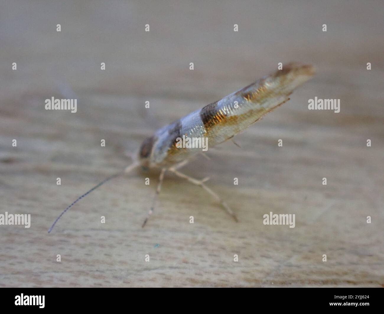 Bronze Alder Moth (Argyresthia goedartella Stock Photo - Alamy