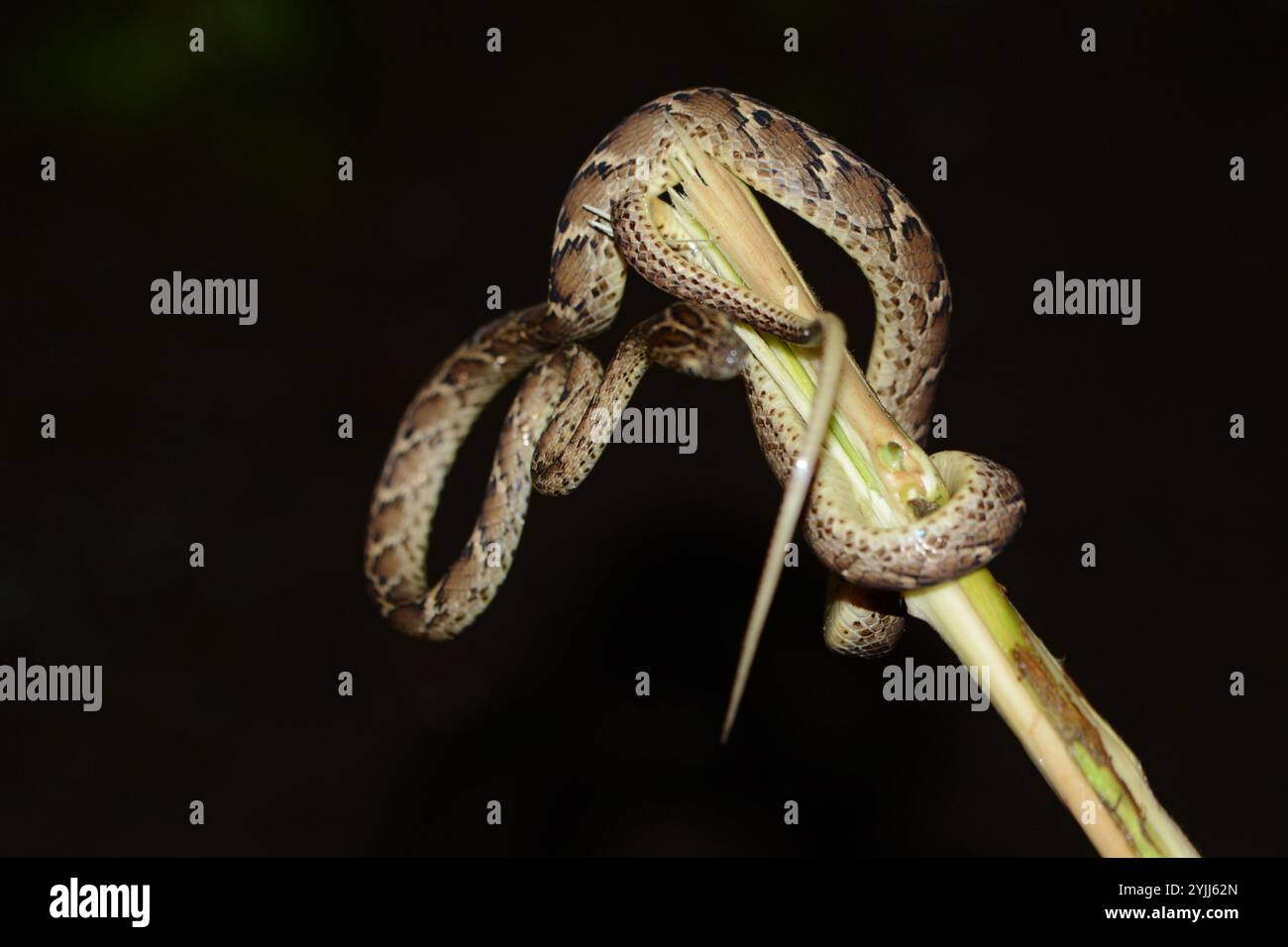 Common Cat Snake (Boiga trigonata Stock Photo - Alamy