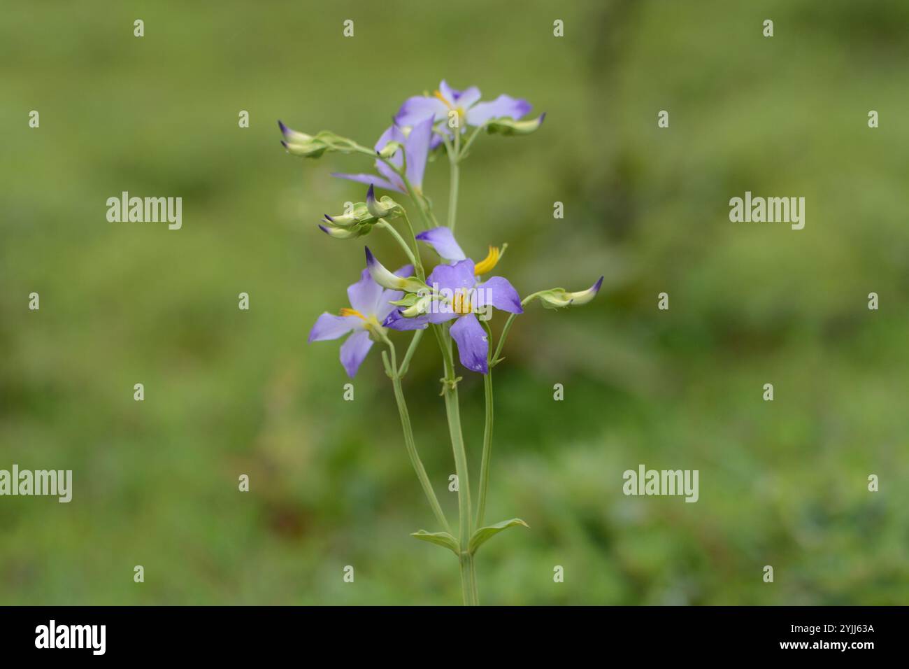 Exacum tetragonum hi-res stock photography and images - Alamy