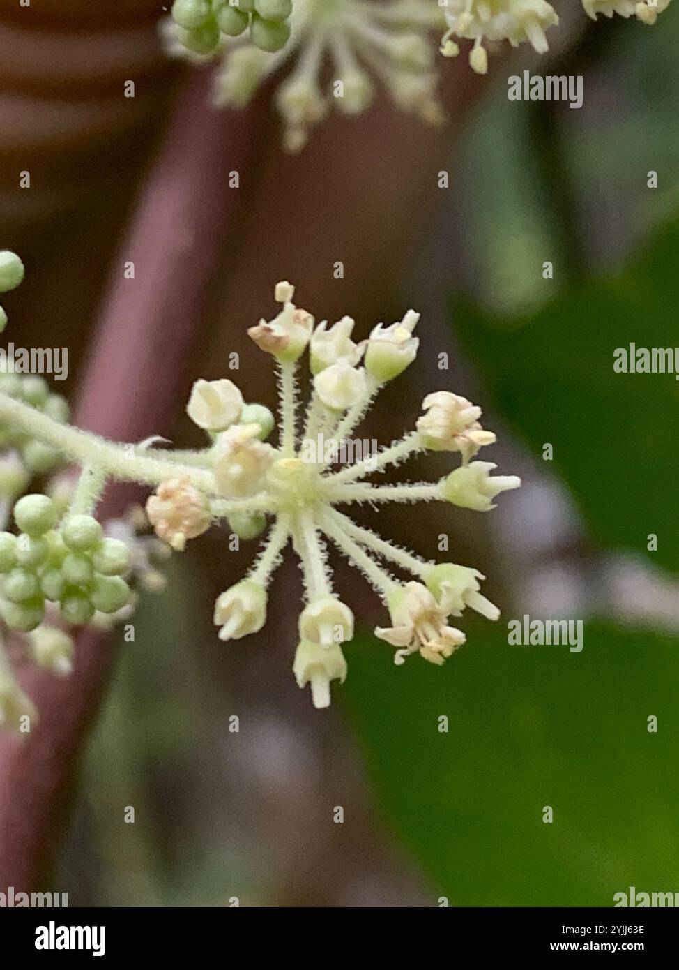 Japanese angelica tree (Aralia elata Stock Photo - Alamy