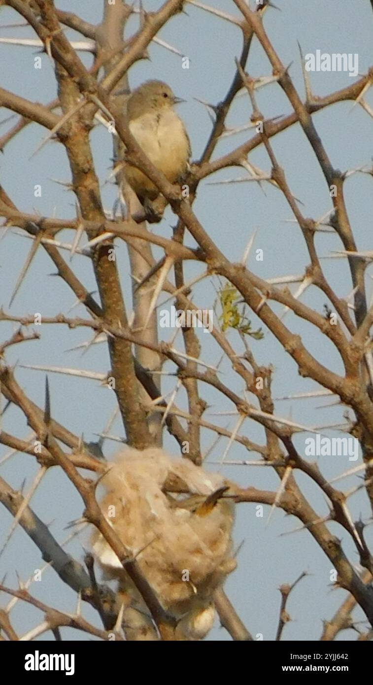 African Penduline-Tit (Anthoscopus caroli Stock Photo - Alamy