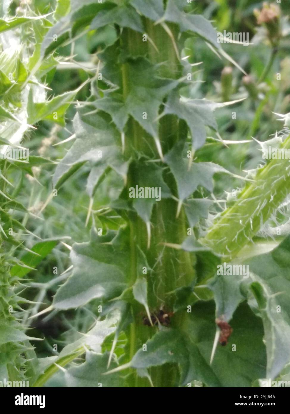 Broad winged thistle hi-res stock photography and images - Alamy