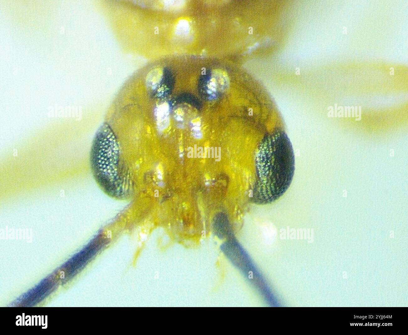 Asian Needle Ant (Brachyponera chinensis Stock Photo - Alamy