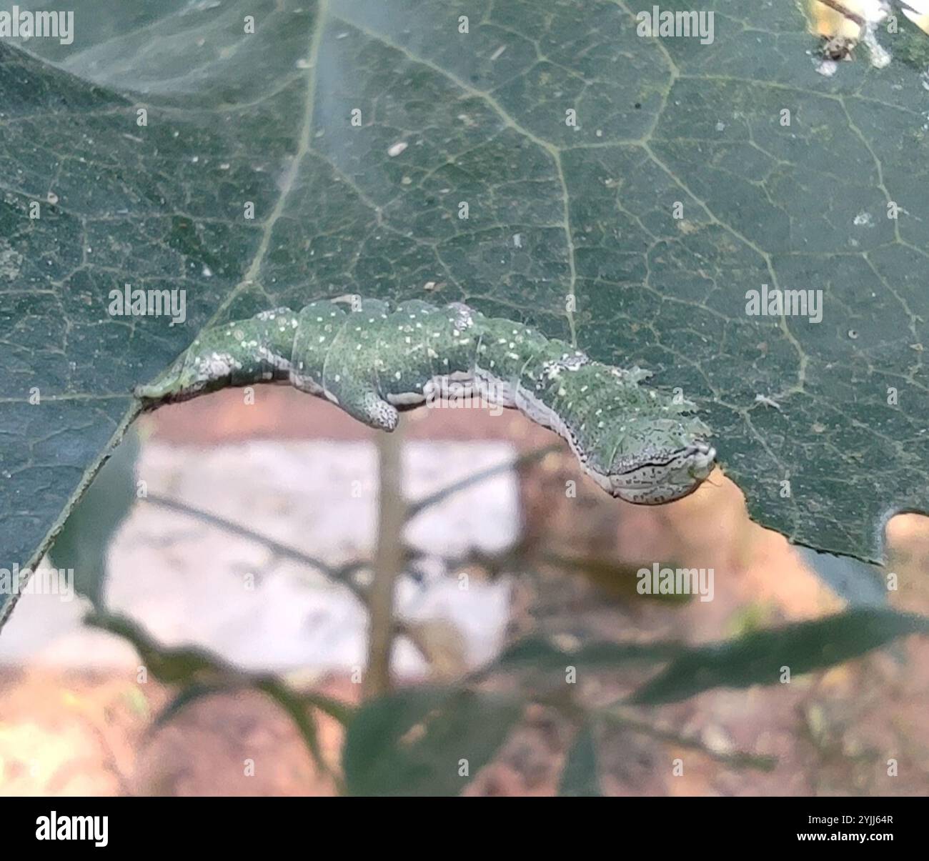 Prominent Moths (Notodontidae Stock Photo - Alamy