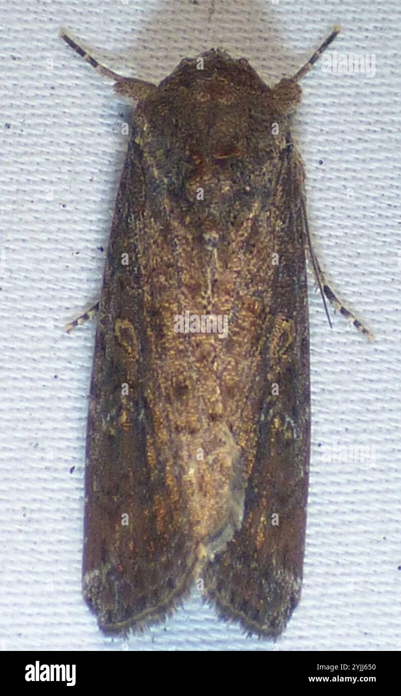 Fall Armyworm Moth (Spodoptera frugiperda Stock Photo - Alamy