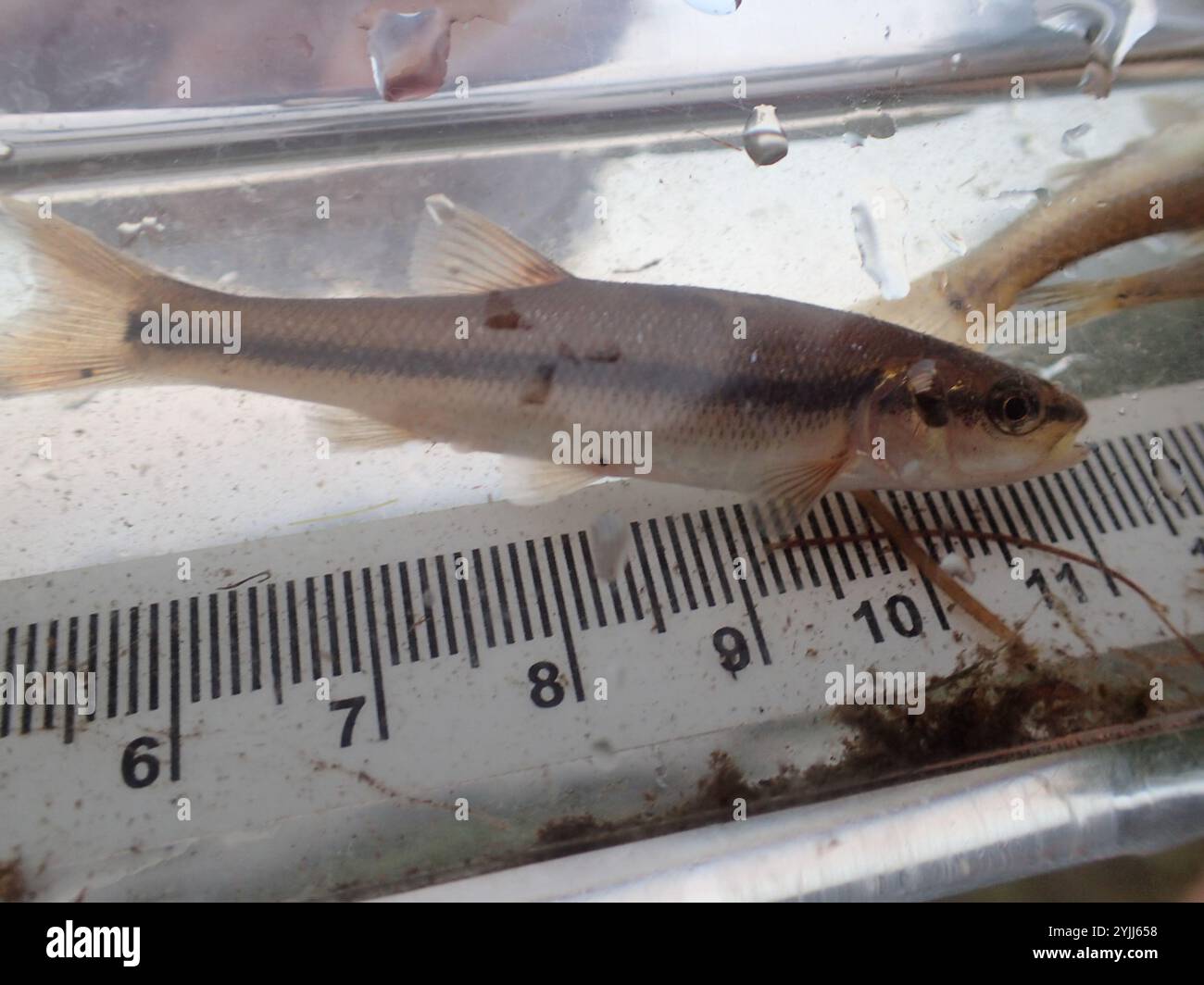 Semotilus atromaculatus hi-res stock photography and images - Alamy