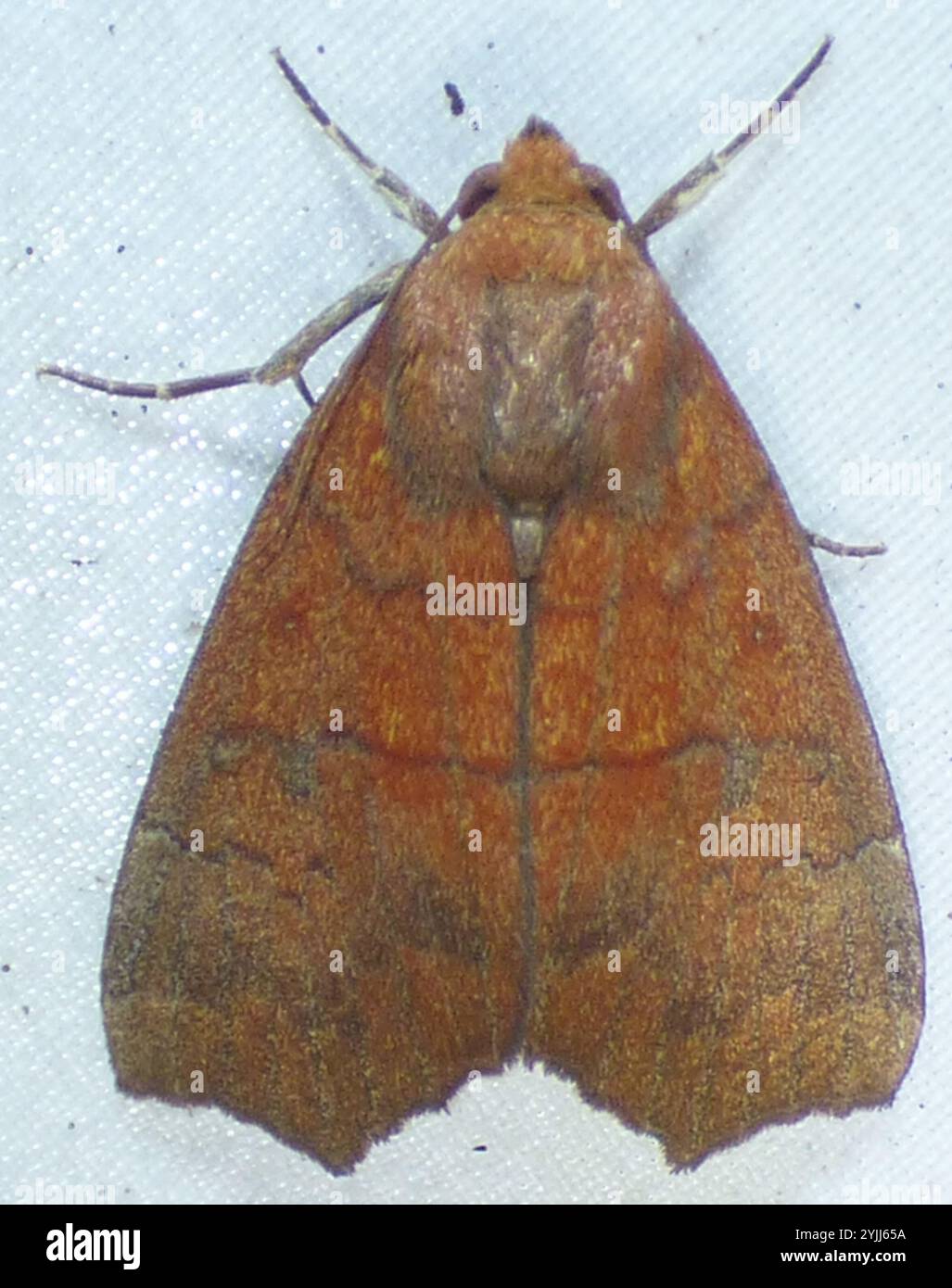 Hibiscus Leaf Caterpillar Moth (Rusicada privata Stock Photo - Alamy
