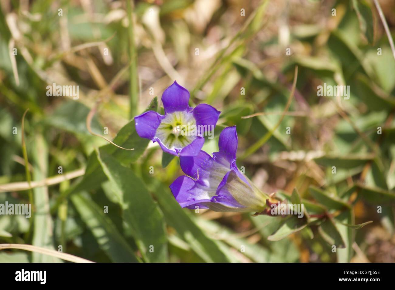 Mountain Bog Gentian (Gentiana calycosa Stock Photo - Alamy