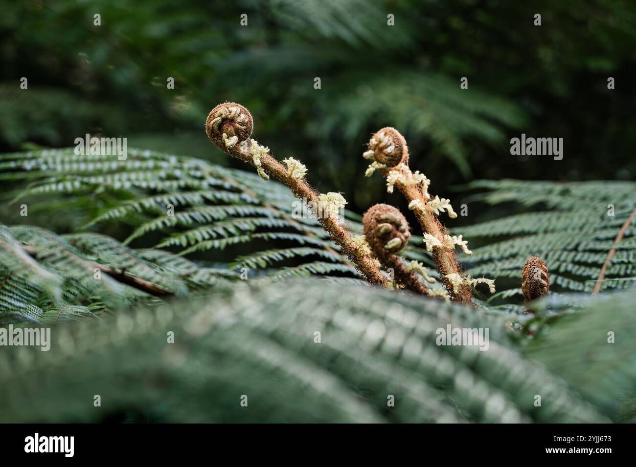 New zealand koru unfurling hi-res stock photography and images - Alamy