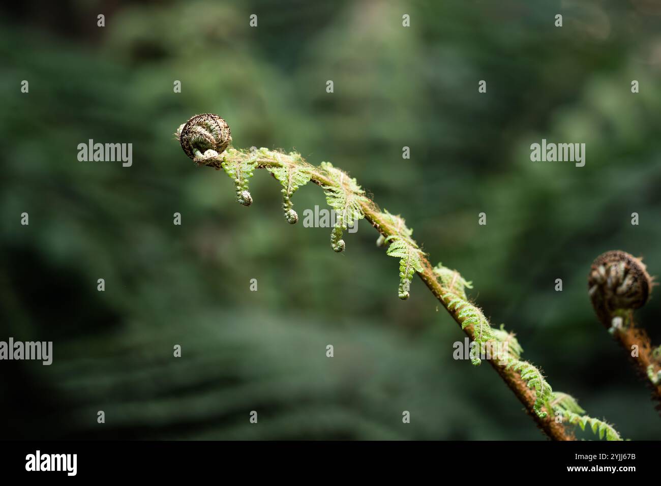 New zealand silver frond in forest hi-res stock photography and images ...