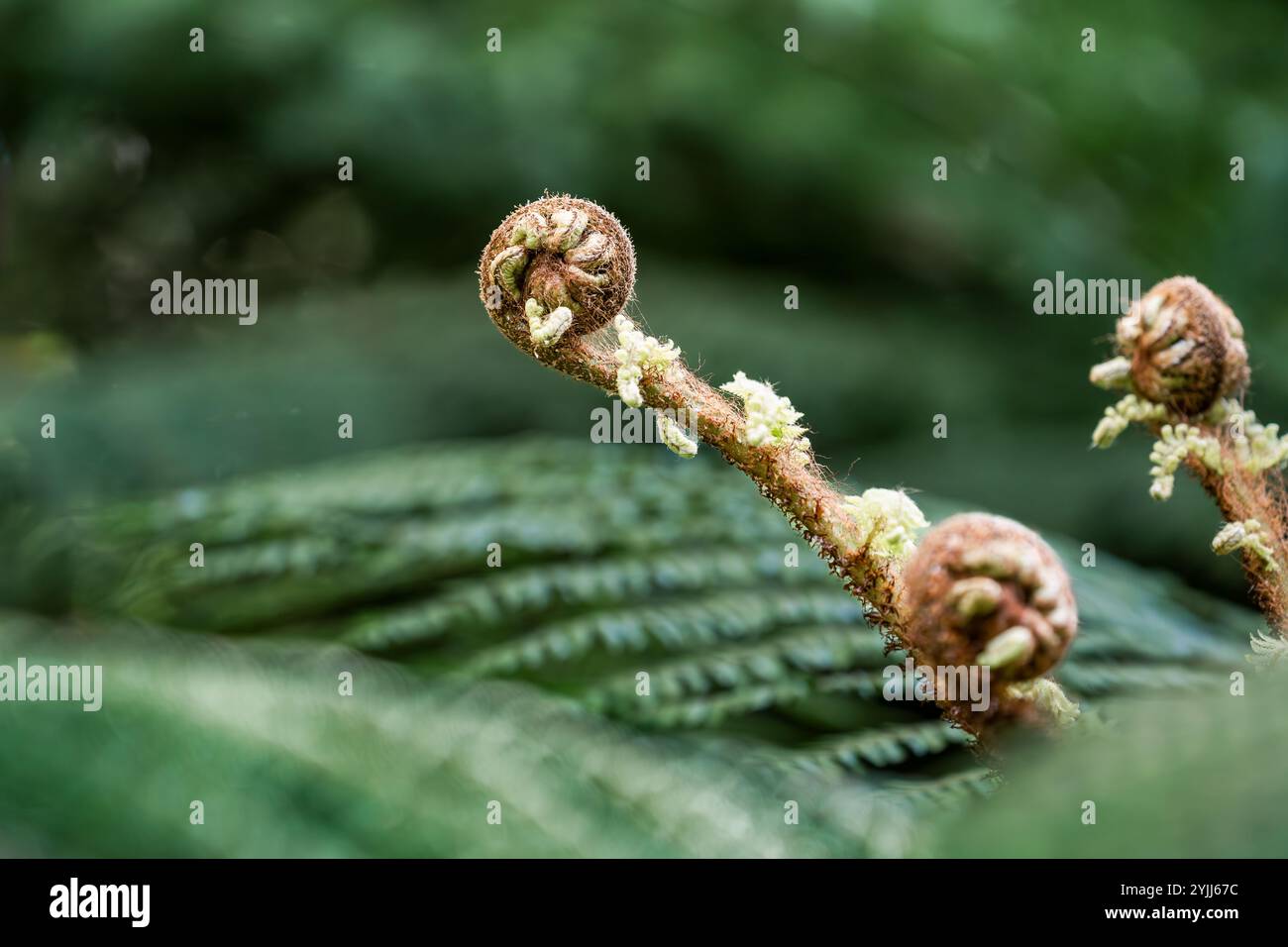 New zealand koru unfurling hi-res stock photography and images - Alamy