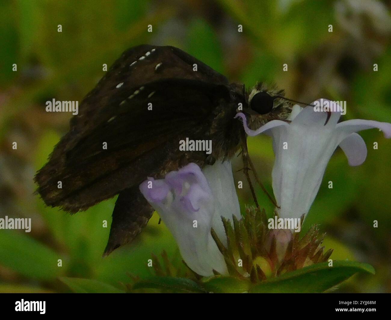 largeflower Mexican clover (Richardia grandiflora Stock Photo - Alamy