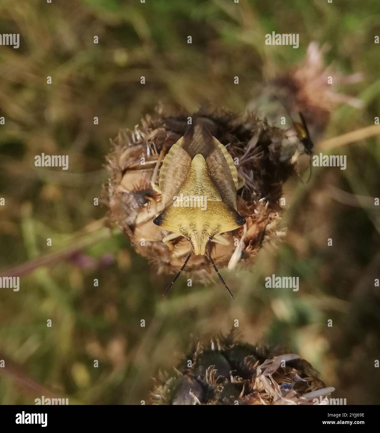 northern fruit bug (Carpocoris fuscispinus Stock Photo - Alamy