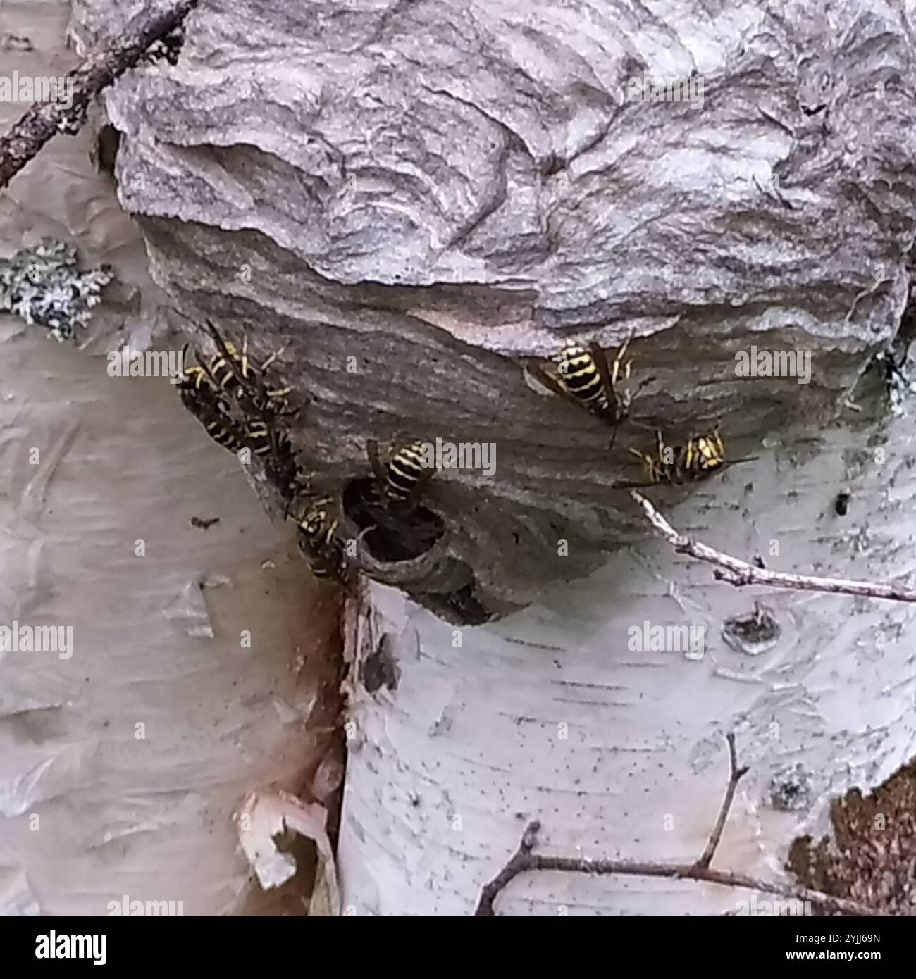 Median Wasp (Dolichovespula media Stock Photo - Alamy