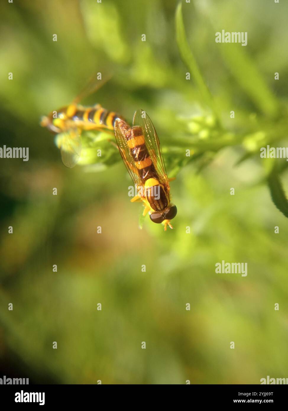 Common Globetail (Sphaerophoria scripta Stock Photo - Alamy