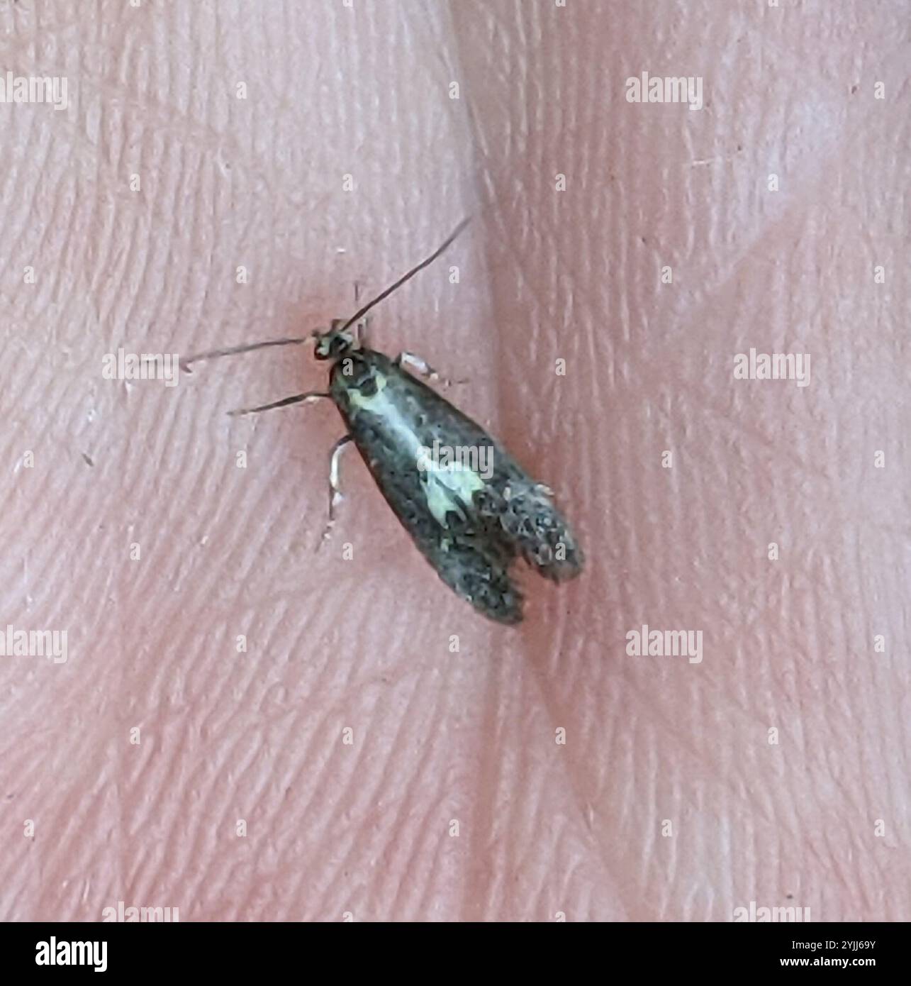 Skunk Moth (Polix coloradella Stock Photo - Alamy