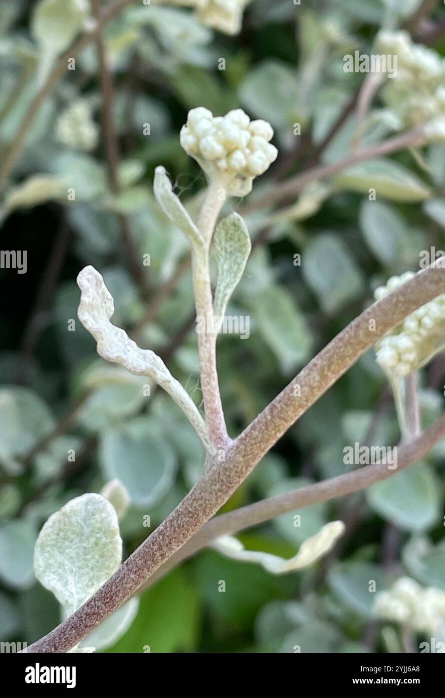 Helichrysum petiolare hi-res stock photography and images - Alamy