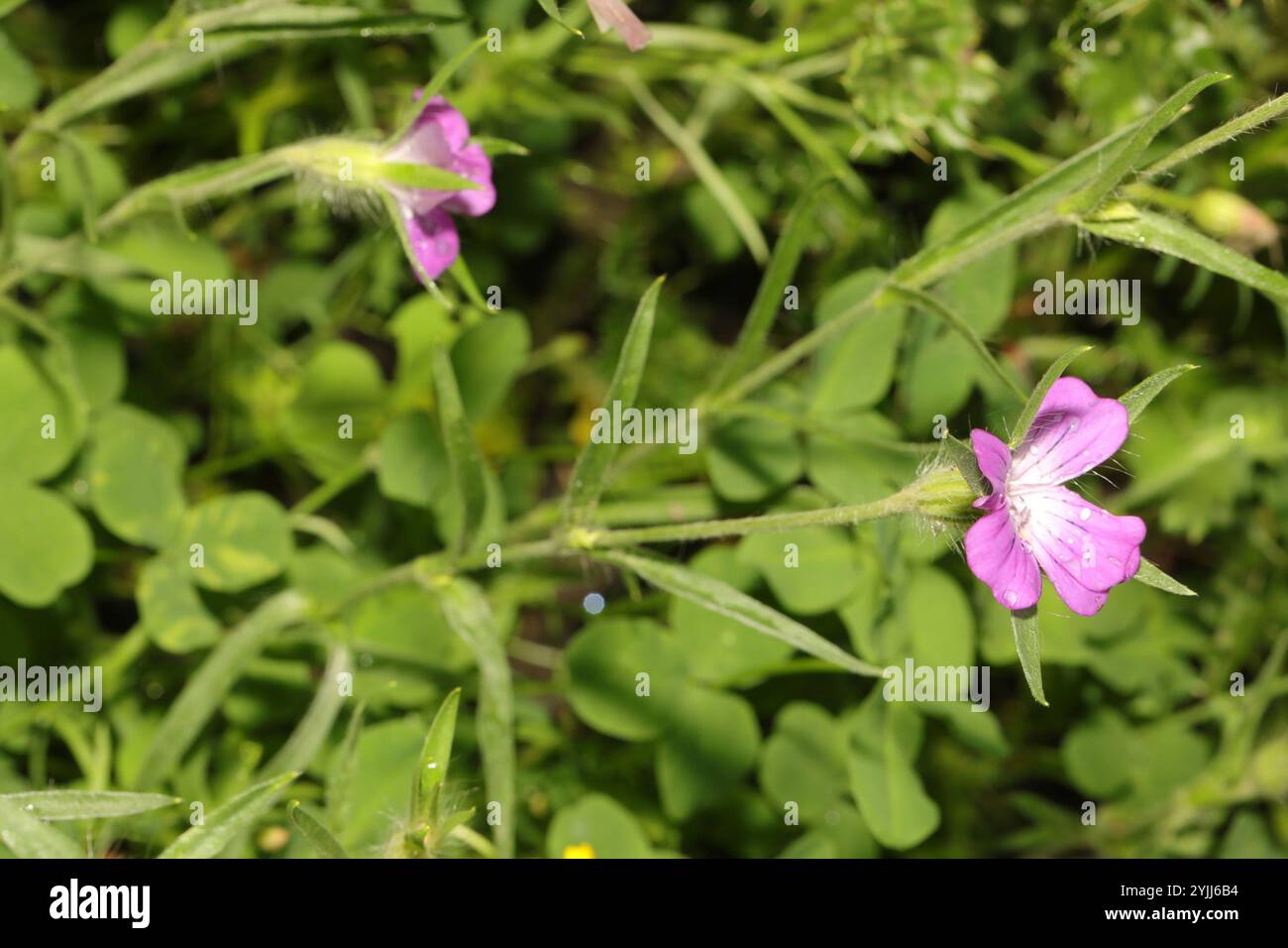 corn cockle (Agrostemma githago Stock Photo - Alamy