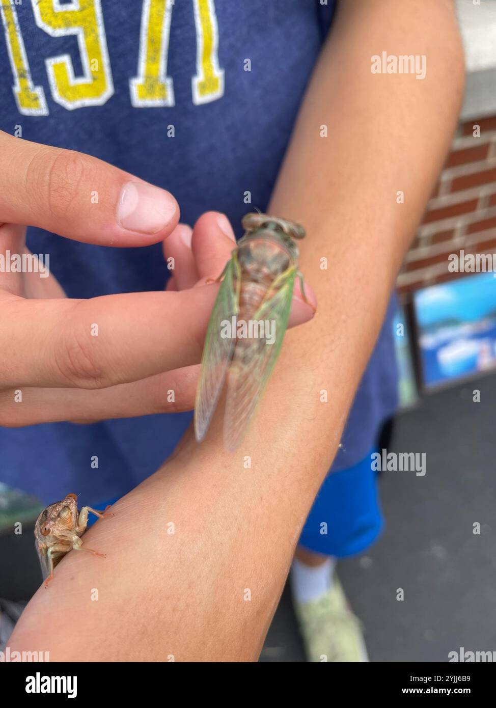 Northern Dog-day Cicada (Neotibicen canicularis Stock Photo - Alamy