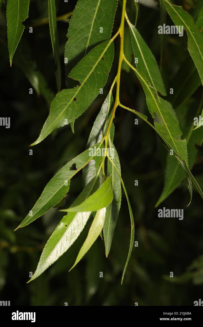 hybrid crack willow (Salix × fragilis Stock Photo - Alamy