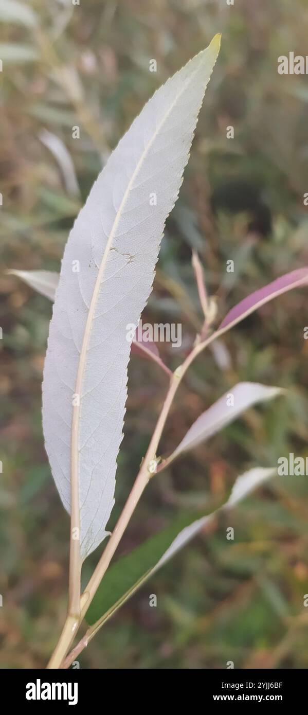 Almond Willow (Salix triandra Stock Photo - Alamy