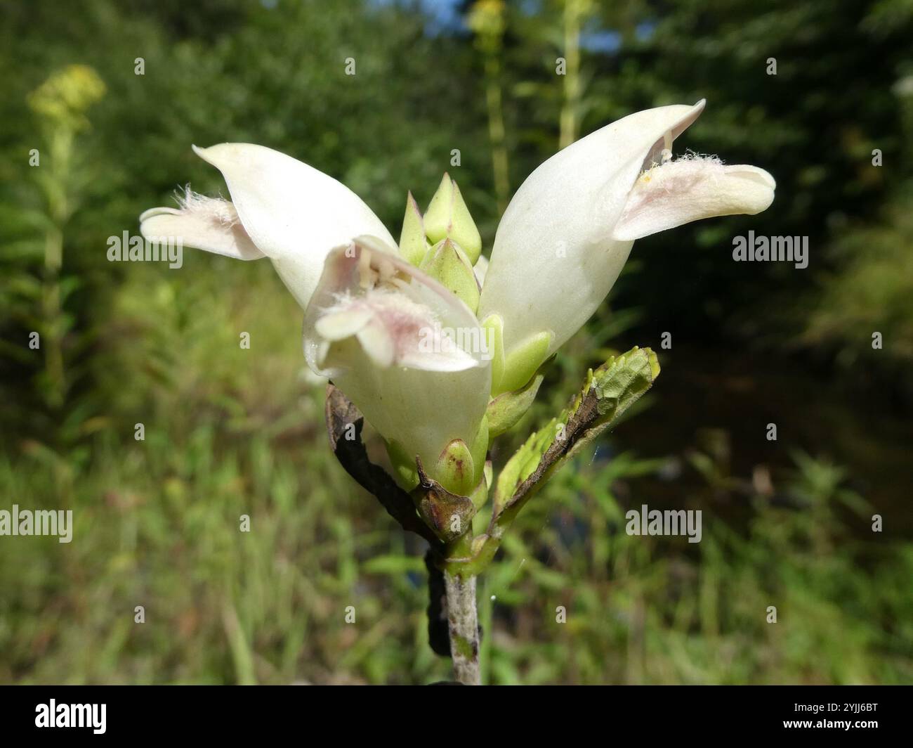 white turtlehead (Chelone glabra Stock Photo - Alamy