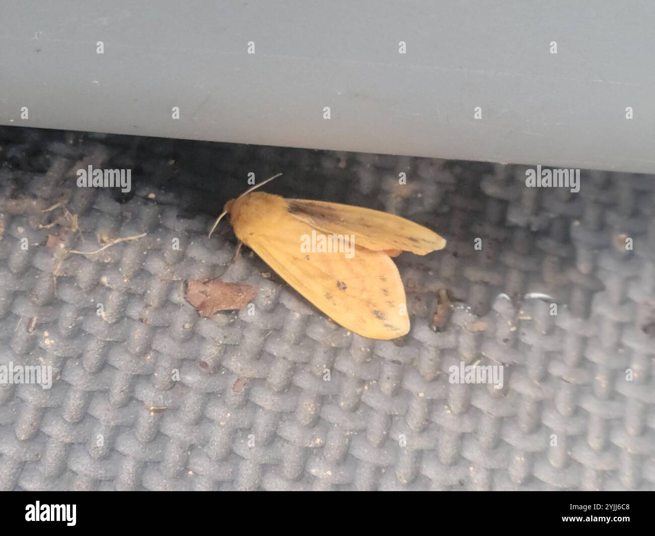 Isabella Tiger Moth (Pyrrharctia isabella Stock Photo - Alamy