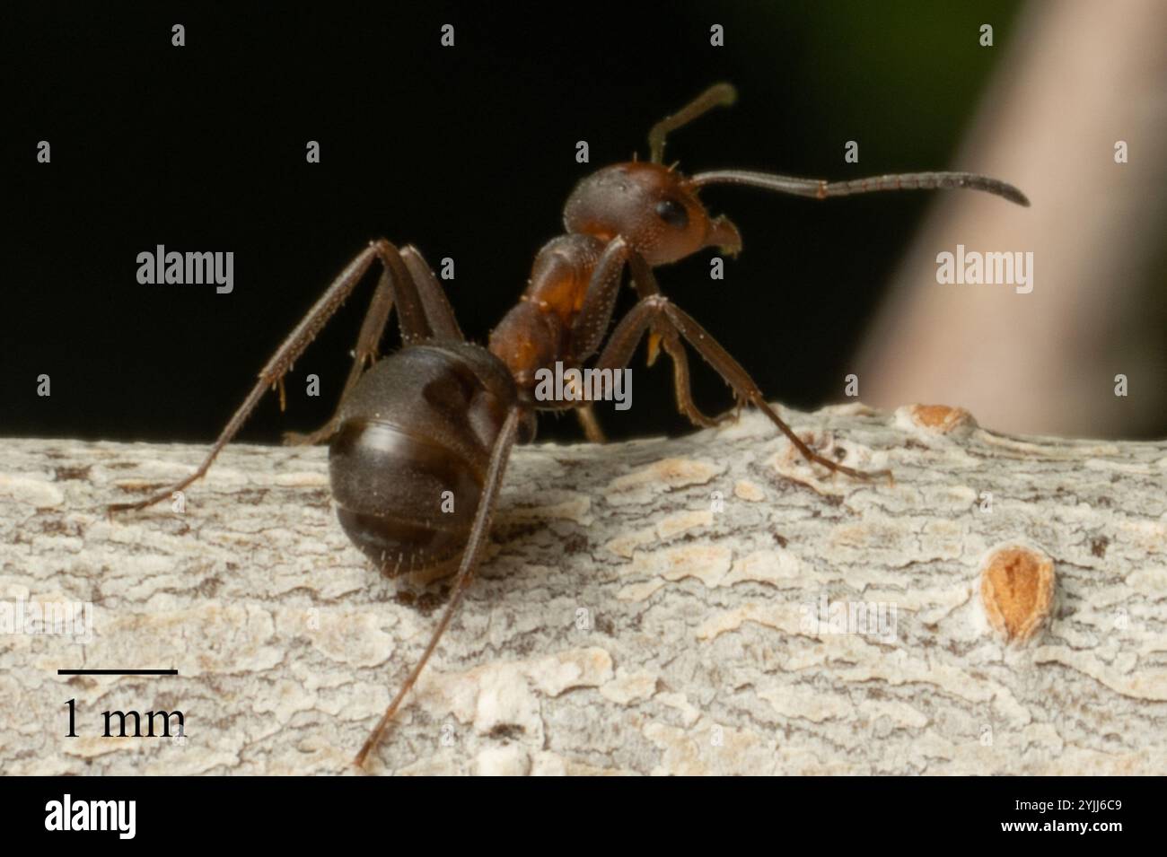 Wood, Mound, and Field Ants (Formica Stock Photo - Alamy