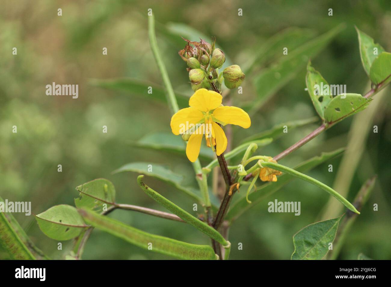 Coffee Senna (Senna occidentalis Stock Photo - Alamy