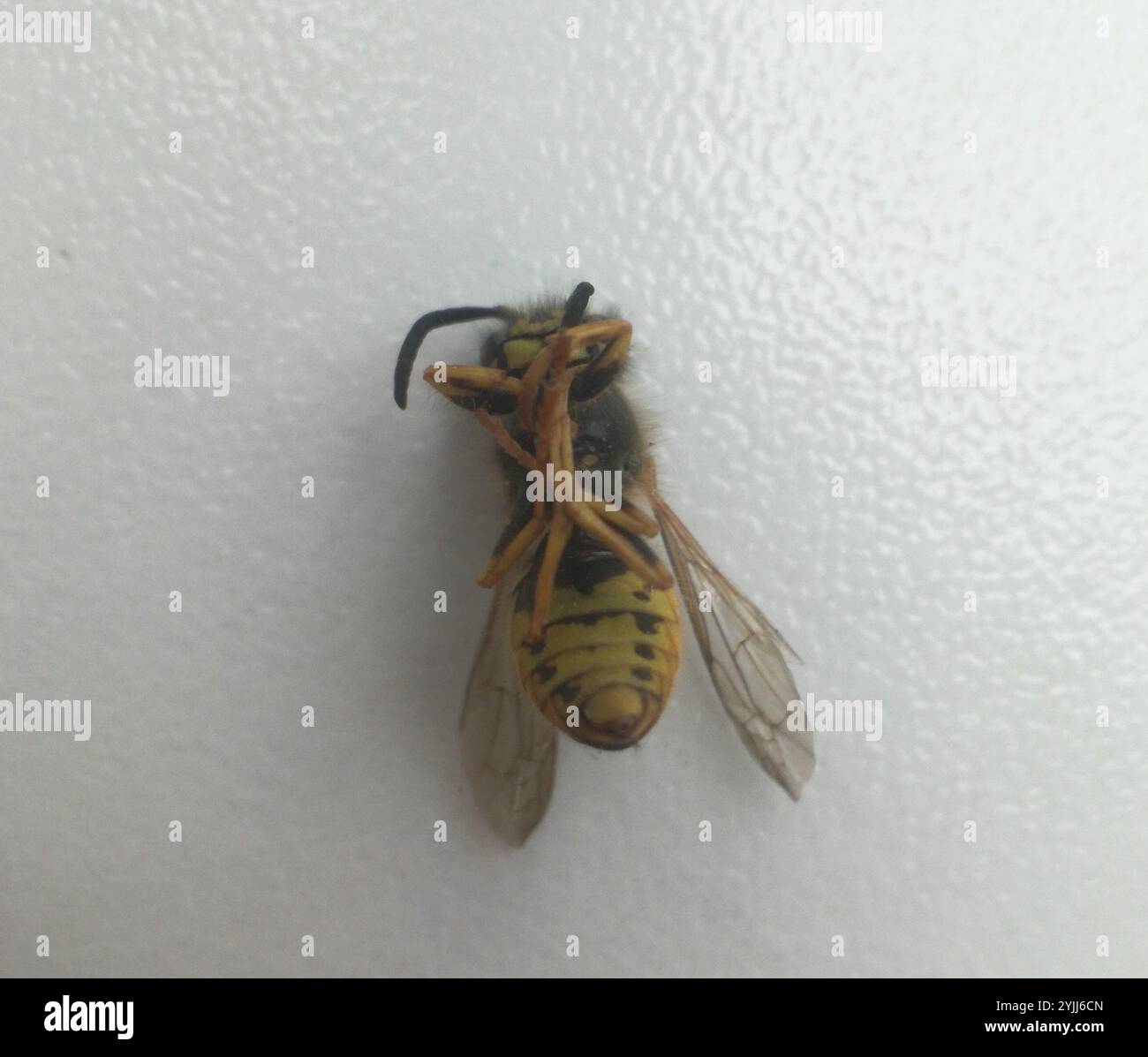 Common European Yellowjacket (Vespula vulgaris Stock Photo - Alamy