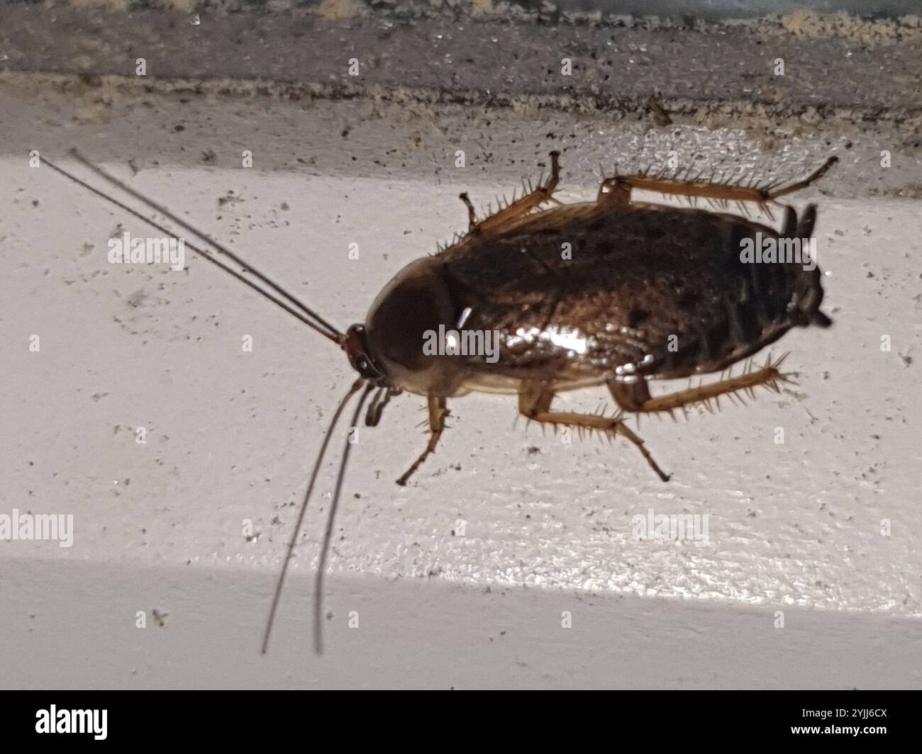 Dusky Cockroach (Ectobius lapponicus Stock Photo - Alamy