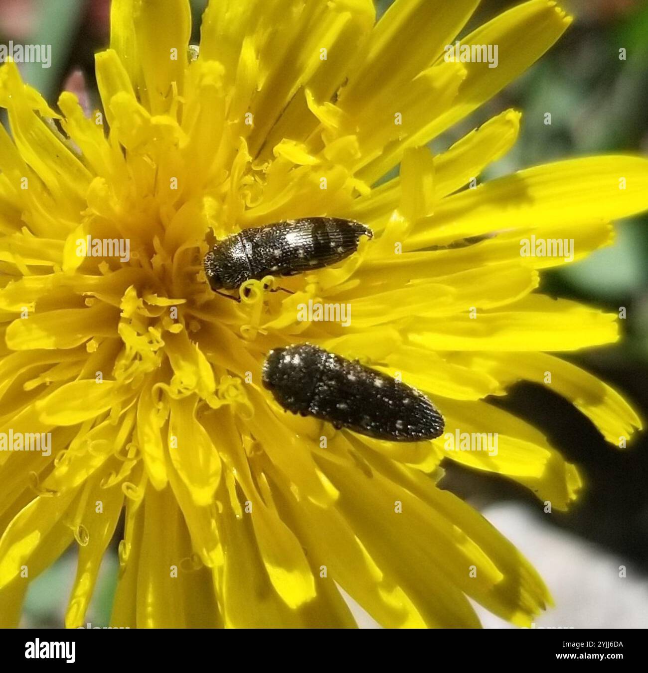 Tubulus hi-res stock photography and images - Alamy
