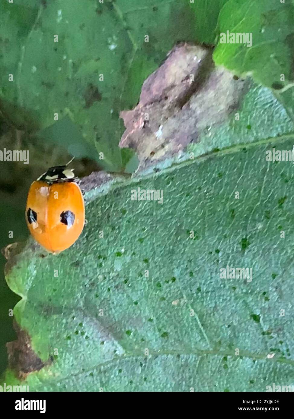 Two-spotted Lady Beetle (Adalia bipunctata Stock Photo - Alamy