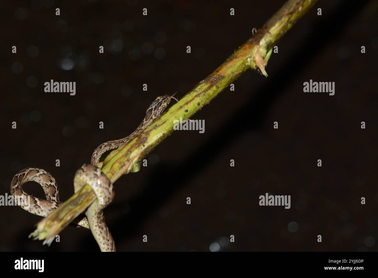 Common cat snake hi-res stock photography and images - Alamy