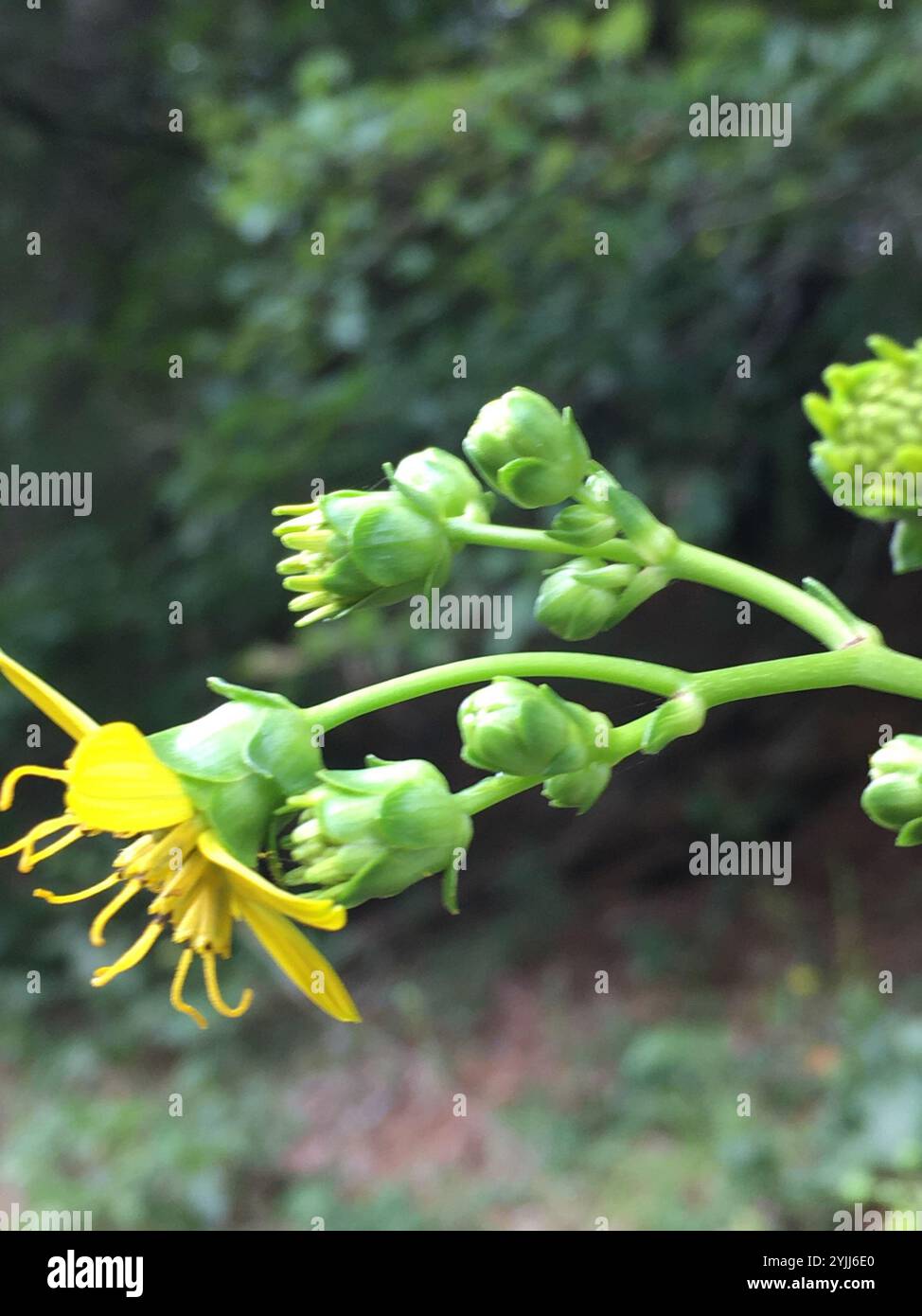 Kidney-leaf Rosinweed (Silphium compositum Stock Photo - Alamy