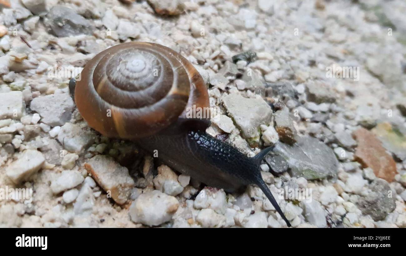 Large Glass Snail (Aegopis verticillus Stock Photo - Alamy