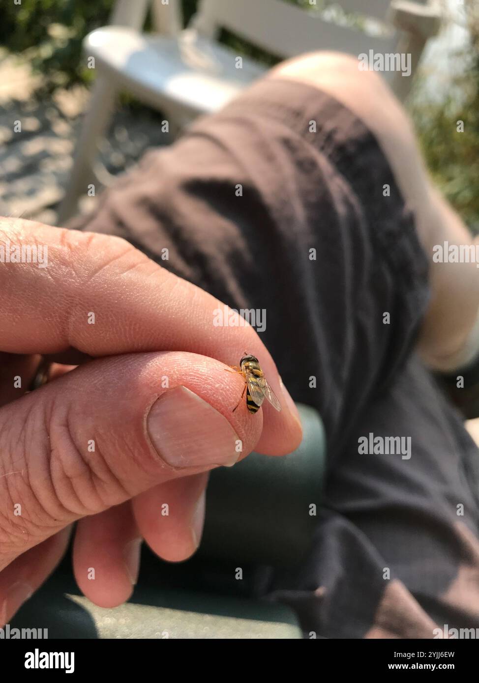 Long-tailed Aphideater Complex (Eupeodes americanus Stock Photo - Alamy