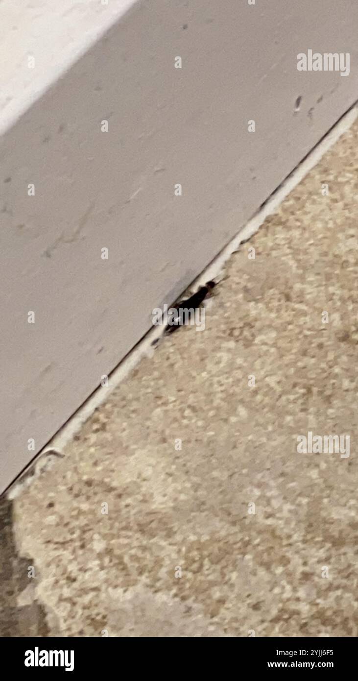 Ring-legged Earwig (Euborellia annulipes Stock Photo - Alamy