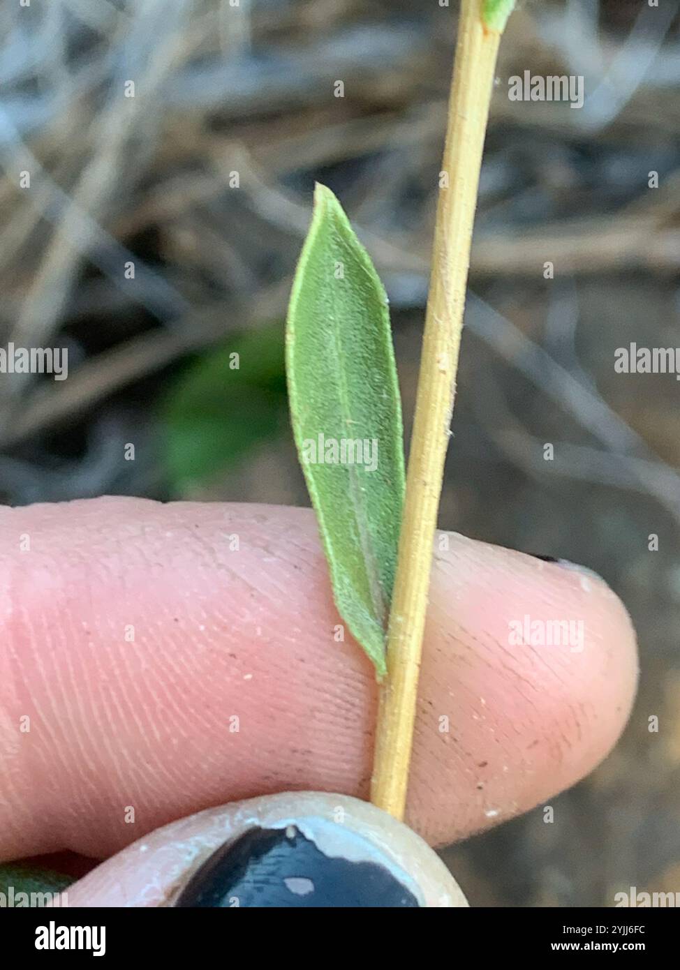 Del Norte Pyrrocoma (Pyrrocoma racemosa congesta Stock Photo - Alamy