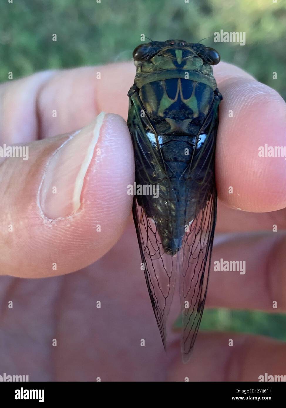 Scissor Grinder (Neotibicen pruinosus Stock Photo - Alamy