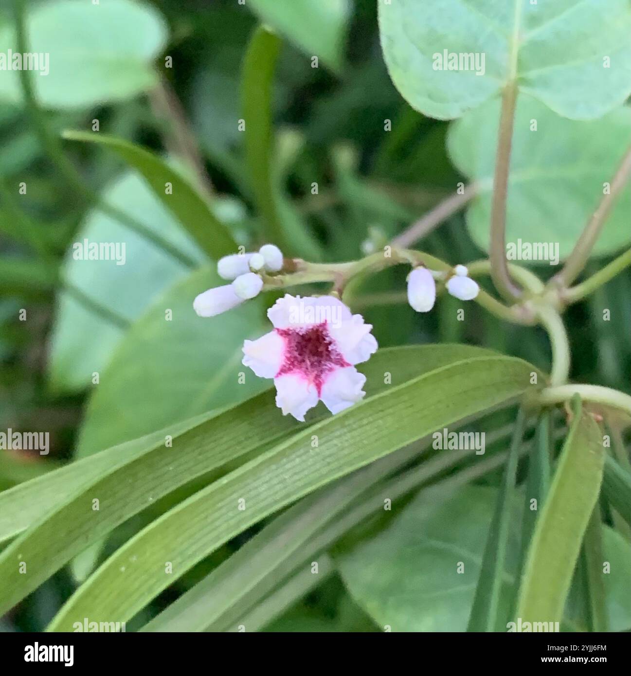skunk vine (Paederia foetida Stock Photo - Alamy