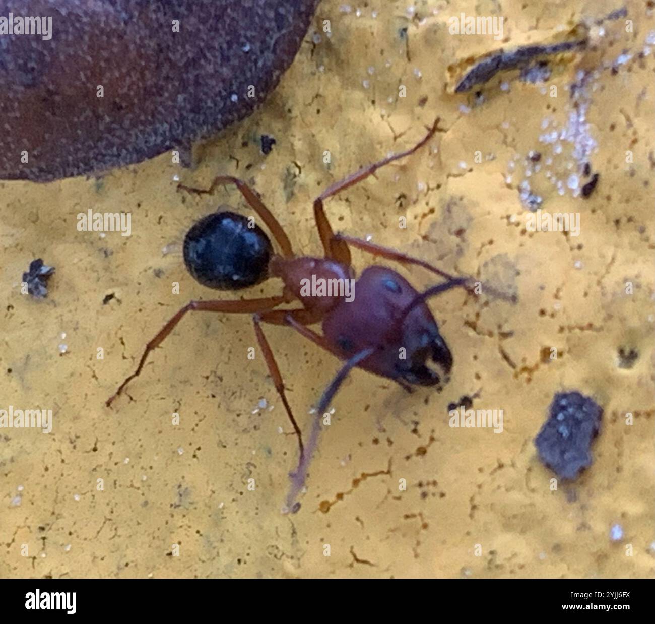 Florida Carpenter Ant (Camponotus floridanus Stock Photo - Alamy
