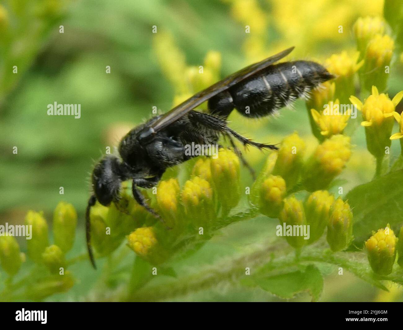 Tiphiid Flower Wasps (Tiphiidae Stock Photo - Alamy