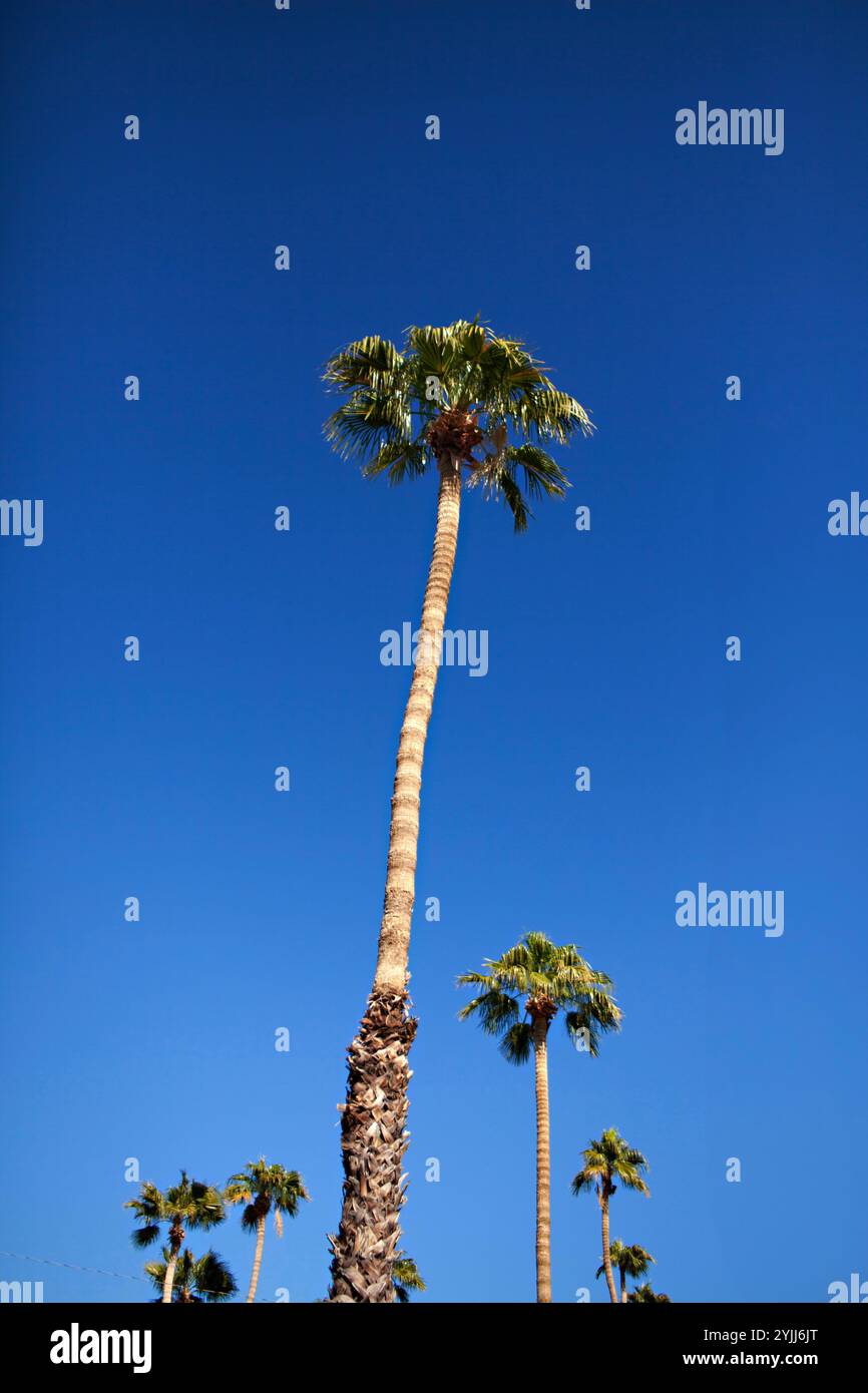 Palm tree reaching bright hi-res stock photography and images - Alamy