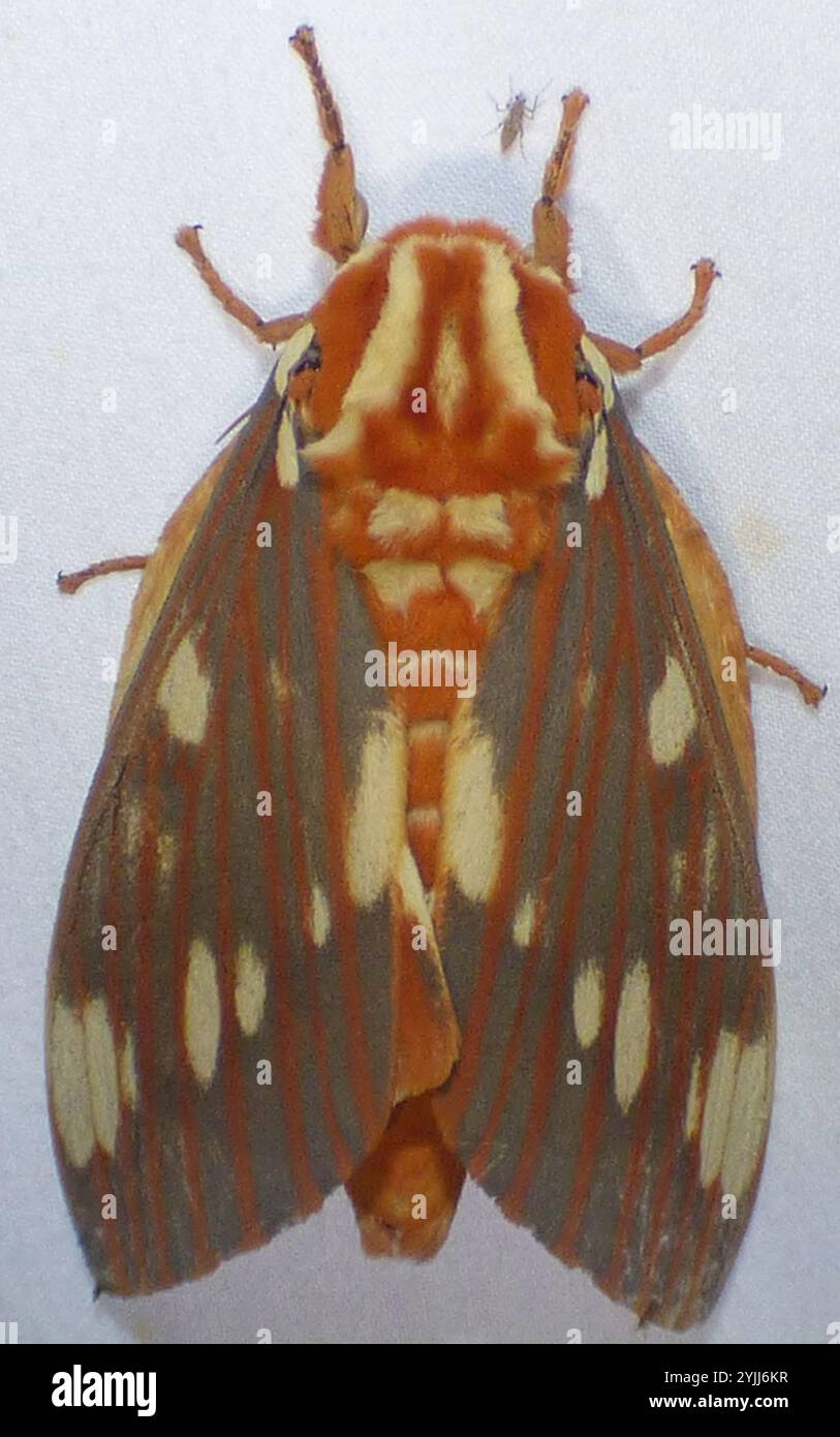 Regal moth hi-res stock photography and images - Alamy