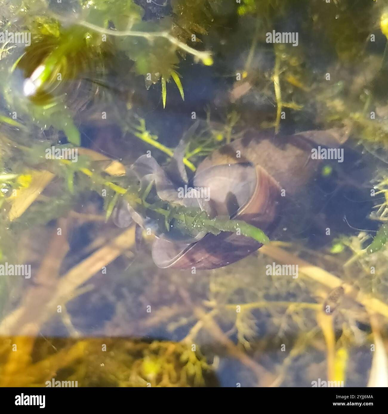 Great Pond Snail (Lymnaea stagnalis Stock Photo - Alamy