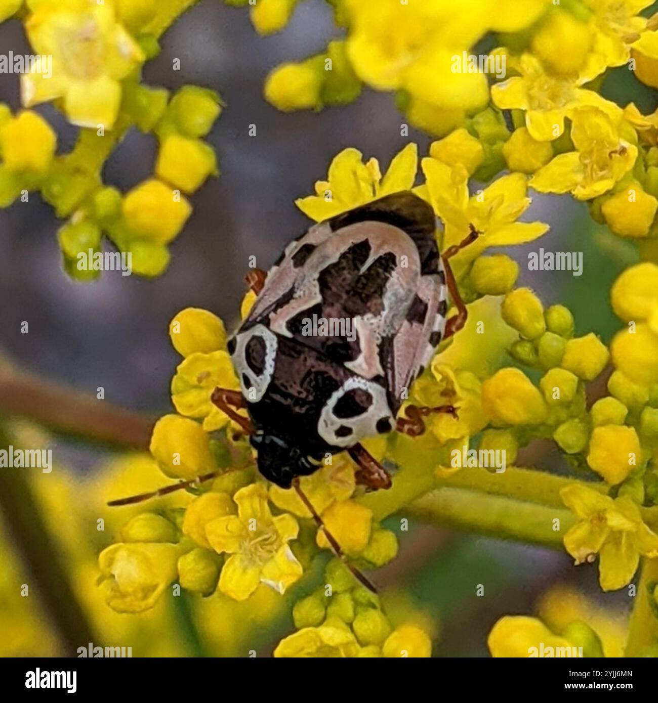 Anchor stink bug hi-res stock photography and images - Alamy